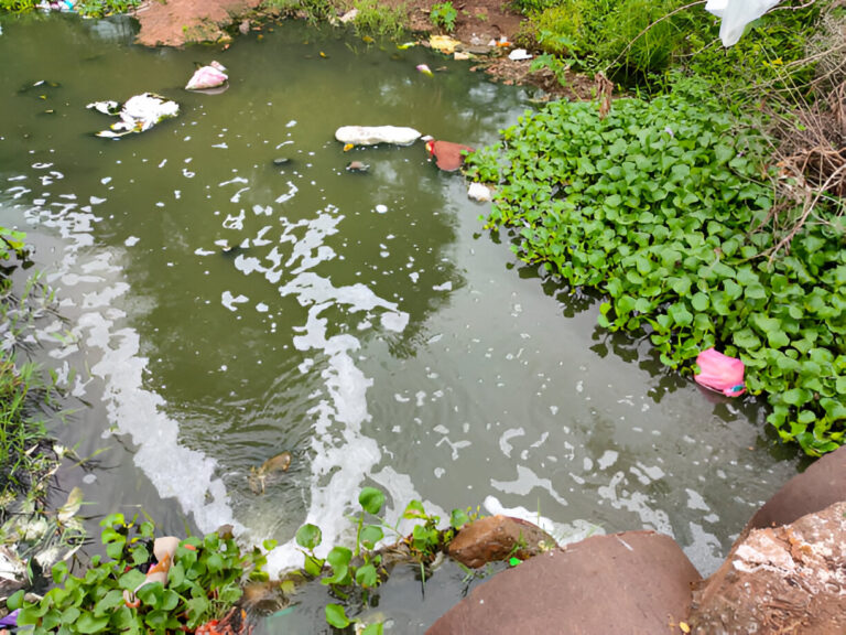 Must-Know Solutions for Common Pond Problems - Adore Lifestyle